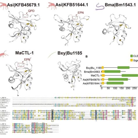 Subcellular Localization Of C Type Lectins Download Scientific Diagram