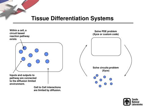 Ppt Using Circuit Modeling To Simulate Large Scale Multi Cellular Biological Pathways