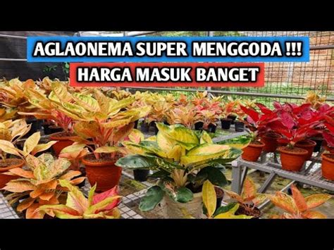Aglaonema super menggoda, harga masuk banget !!! - YouTube