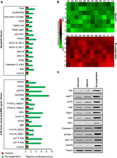 Re Oxygenation Increases Expression Of P53 Downstream Genes A