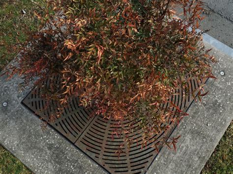 Ellis St And Ohio St Bioretention Basin Stormwater Discovery Tours