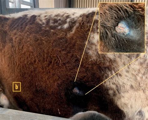 Actinobacillosis Dermatitis