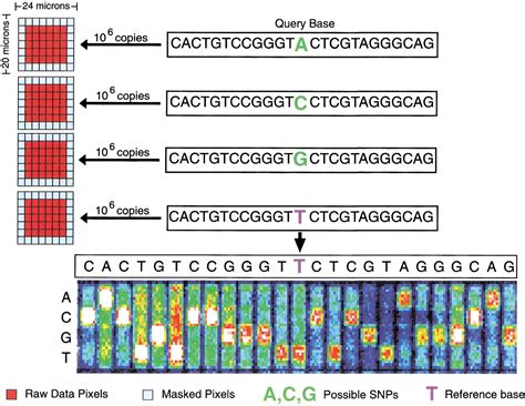 High Throughput Variation Detection And Genotyping Using Microarrays