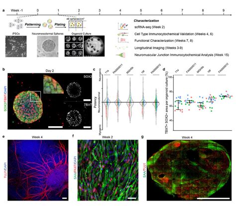 Spheres Containing Neuromesodermal Progenitors Generate Neurons And Download Scientific