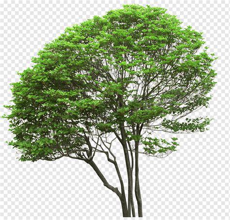 Tree Shrub Walnut Branch Fruit Nut Lilac Png PNGWing