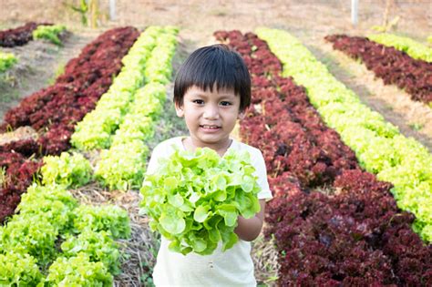신선한 유기농 녹색 참나무 양상추를 손에 들고 있는 작은 아시아 어린이 소년 농부 농업 채소를 수확하는 젊은 농부 상추에 대한 스톡 사진 및 기타 이미지 Istock
