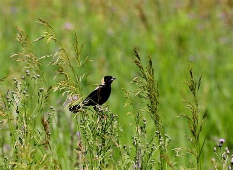Bobolink Habitat Bobolink Habitat