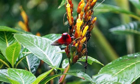 This Is A The Java Honeybird The Java Honeybird Belongs To The