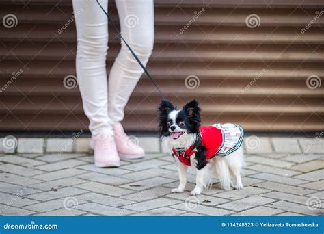 A Black Fluffy White Longhaired Funny Dog Female Sex With Larger Eyes