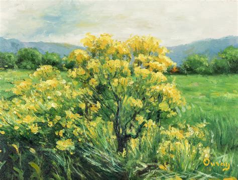 Lot Ouray Meyers Spanish Broom
