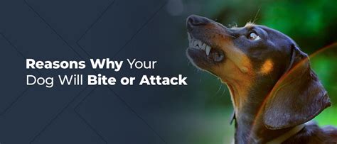 How Do You Know If A Dog Will Attack