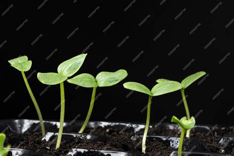 Premium Photo Growing Cucumbers From Seeds Step 4 First Sprouts