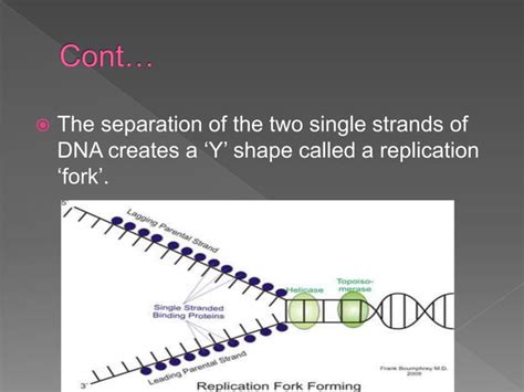 Dna Replication Ppt Pptx Chemistry Science