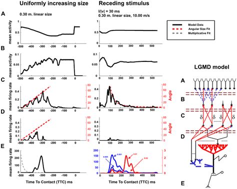Mean Population Responses Of The Different Layers Of Our Model To A Download Scientific Diagram