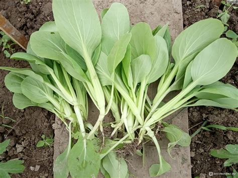 Овощи Капуста Пак-чой - «Первая вкусная зелень, которая заслуживает ...