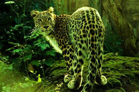Daily Protein Science Persian Leopard Habitat And Population