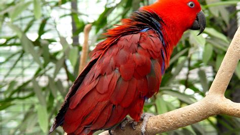 Parrot Theme For Windows 10 And 11