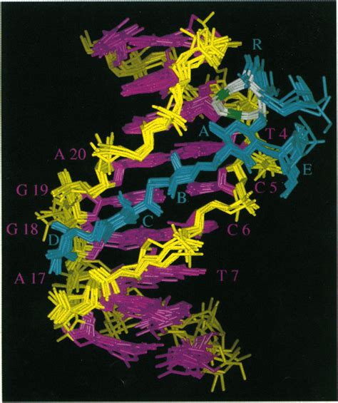 Eight Superposed Distance Refined Solution Structures Of The Download Scientific Diagram