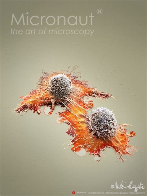 1000 Images About Under The Microscope On Pinterest Cat Hair Red Blood Cells And Fingerprints