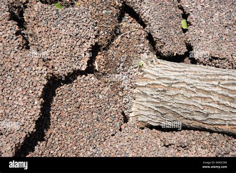 Closeup Of Tree Root Breaking Through Structural Sidewalk Support After Cyclone Marcus In Darwin