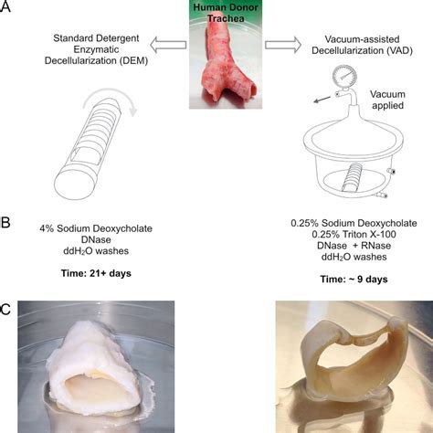 Vacuum Assisted Decellularization An Accelerated Protocol To Generate Tissue Engineered Human