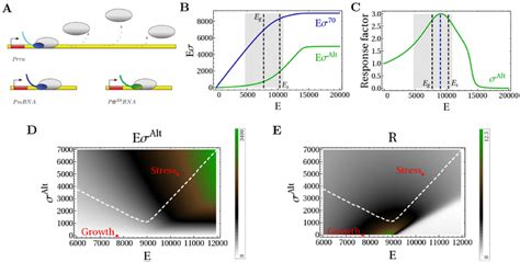 Stringent Response A During The Stringent Response Rna Polymerases