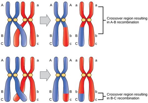 17 2a genetic maps biology libretexts