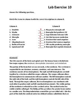 A P I Lab Exercise Nervous System Teacher Version By Human Biology Resources