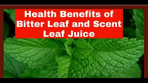 Surprising Health Benefits Of Bitter Leaf And Scent Leaf Juice Youtube