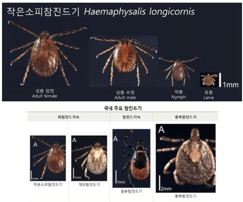 진드기 물렸을때 증상 및 물린자국 예방법