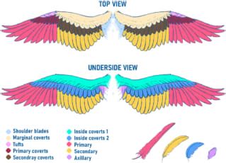 How To Draw Wings And Winged Creatures Art Rocket How To Draw Wings And Winged Creatures Art Rocket