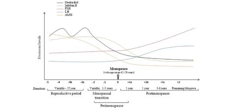 Stages Of Aging Of The Reproductive System In Women Straw Stages Of Download Scientific