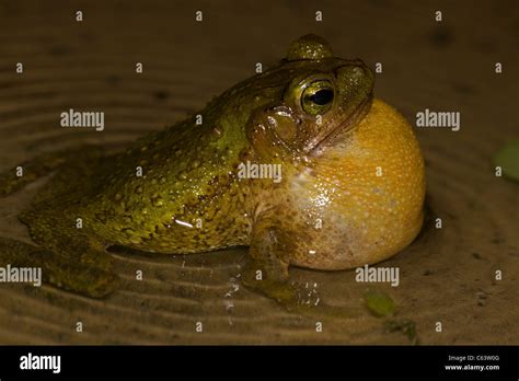 Green Climbing Toad Bufo Coniferus Costa Rica Tropical Rain Forest Male Calling To