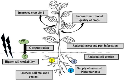 Enriched Organic Compost Brisbane