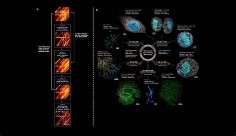 Okolab On Linkedin Rationalized Deep Learning Super Resolution Microscopy For Sustained Live…