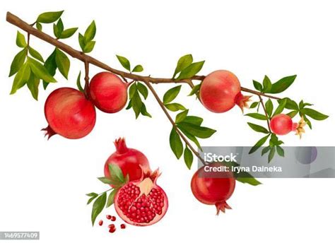 수채화 석류 흰색 배경에 고립된 나뭇잎과 함께 나뭇가지에 가닛 과일을 손으로 그렸습니다 수채화 식물 그림 석류나무에 대한 스톡