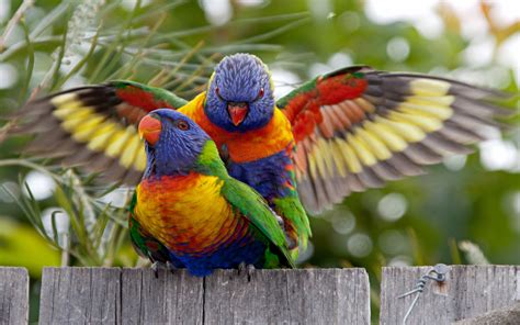 Rainbow Lorikeet Desktop Wallpaper