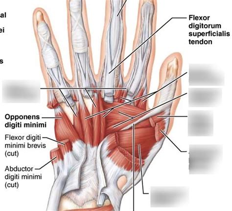 Chapter Diagram Quizlet