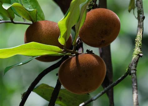 sofiyan yahya on linkedin malaysia nature fruits sustainability flora tree fruits 42