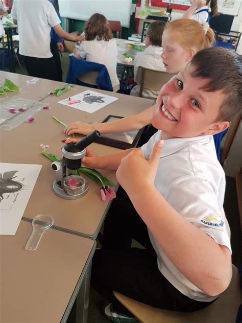 Plant Reproduction Experiment P4 Science Barshare Primary