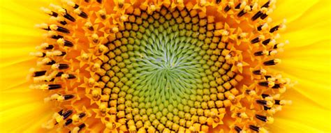 400 Million Year Old Fossil Upends Our Understanding Of Fibonacci Spirals In Nature Sciencealert 400 Million Year Old Fossil Upends Our Understanding Of Fibonacci Spirals In Nature Sciencealert