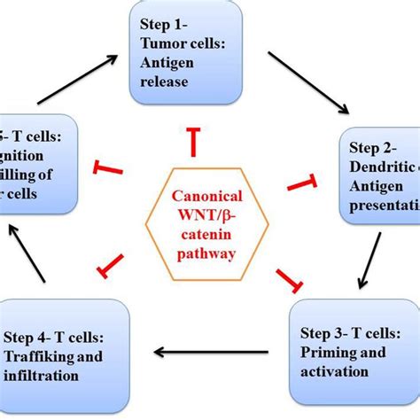The Cancer Immune Cycle Adapted And Simplified Schema Of The Tumor