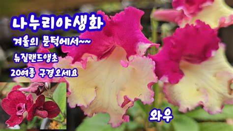 나누리야생화 뉴질랜드앵초 24종 가성비 좋게 만나보세요~ Youtube