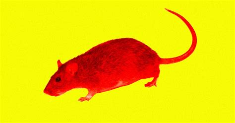 Scientists Reverse Cognitive Deficits Of Down Syndrome In Mice