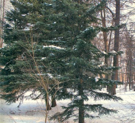 Ель / Хвойные / Энциклопедия растений / FloraPedia.ru - Энциклопедия ...