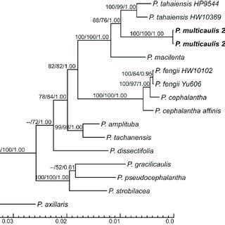 The Major Rule Consensus Tree Of Bayesian Inference Analysis Using The Download Scientific