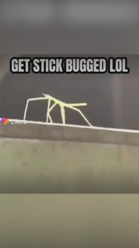 Stick Bug 