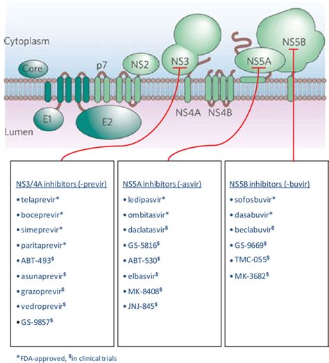Targets For Inhibition Of Hepatitis C Virus Hcv Viral Replication An Download Scientific