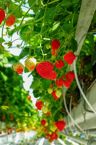 익은 큰 빨간 출과 딸기 식물 수확 달콤한 맛 있는 유기농 베리에 대 한 준비의 행과 온실 딸기에 대한 스톡 사진 및 기타 이미지 Istock
