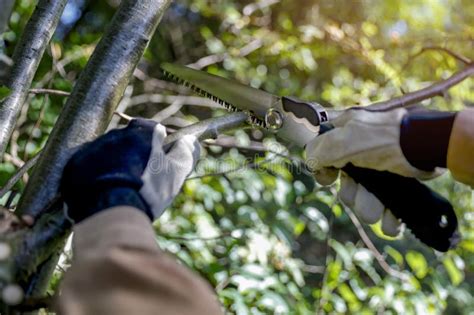 Autumn Gardening And Tree Pruning Woman S Hand Holding A Garden Tool Handsaw And Cutting Tree